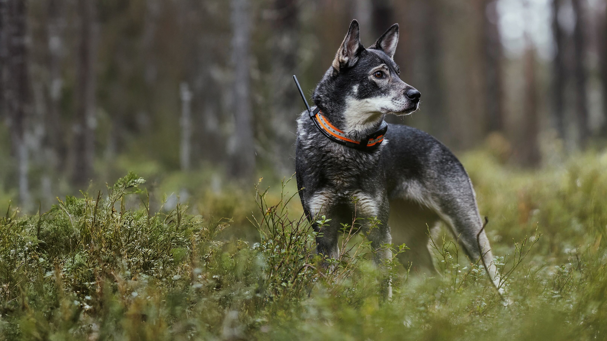 Time to service your device!